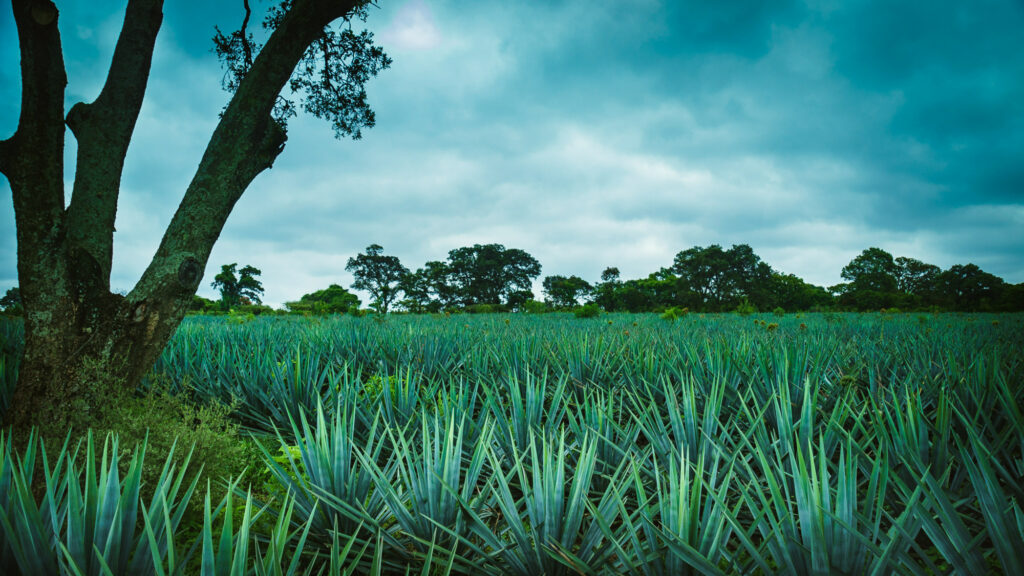 Academia Patrón | Cultivo y Cosecha del Agave