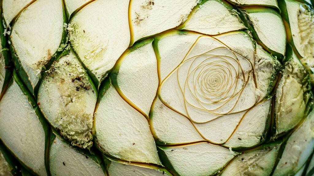 Academia Patrón | Agave Growth and Harvest